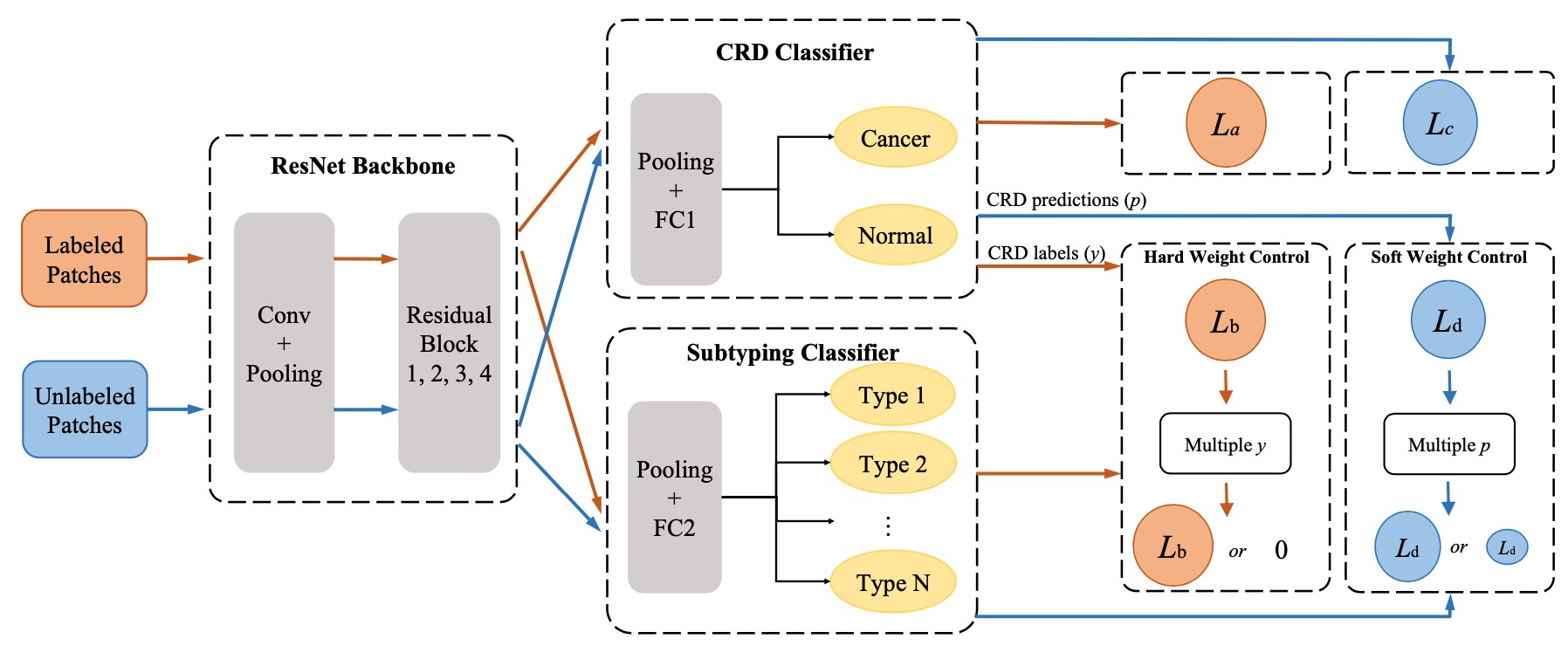 【科技自立自强】西安交大科研人员关于计算病理表型识别研究取得重要进展-西安交通大学新闻网